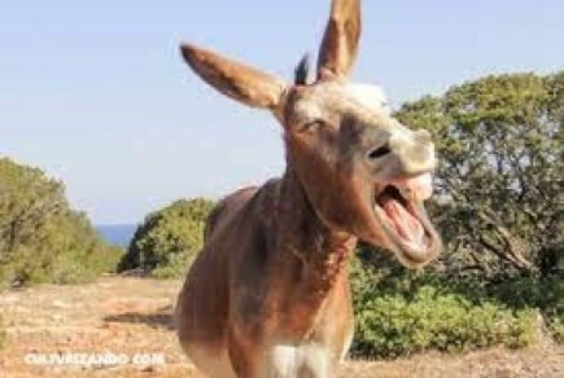 «El burro feo» - CortoRelatos.com